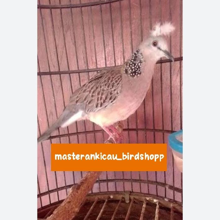 Jual burung tekukur derkuku jambul sultan istimewa - Jakarta Timur ...