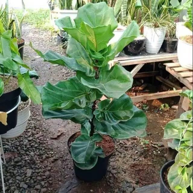 Jual Tanaman Hias Ketapang Biola Cantik - Tanaman Indoor Fiddle Leaf ...