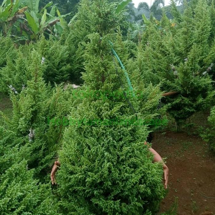 Promo Tanaman Cemara Natal Asli Pohon Cemara Natal Asli Tinggi 2 Meter ... Promo Tanaman Cemara Natal Asli Pohon Cemara Natal Asli Tinggi 2 Meter ...