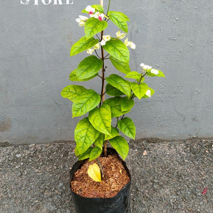 Jual Tanaman Hias Rambat Pohon Nona Makan Sirih Bunga Putih Rimbun ...