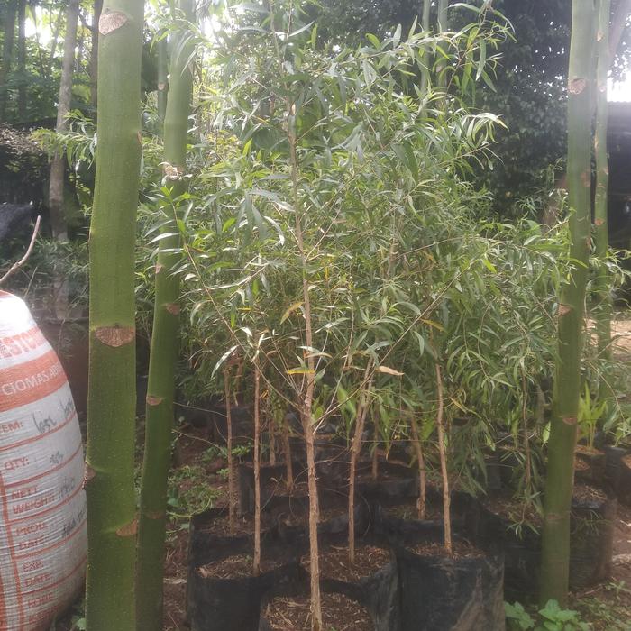 Jual pohon kayu putih /tanaman herbal kayu putih tinggi 1 meter - Kab ...