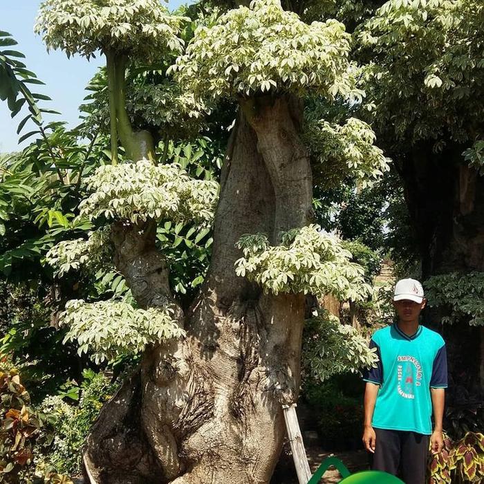 Jual POHON BONSAI RANDU PUTIH - BONSAI RANDU - Kab. Bogor - Rose Taman ...