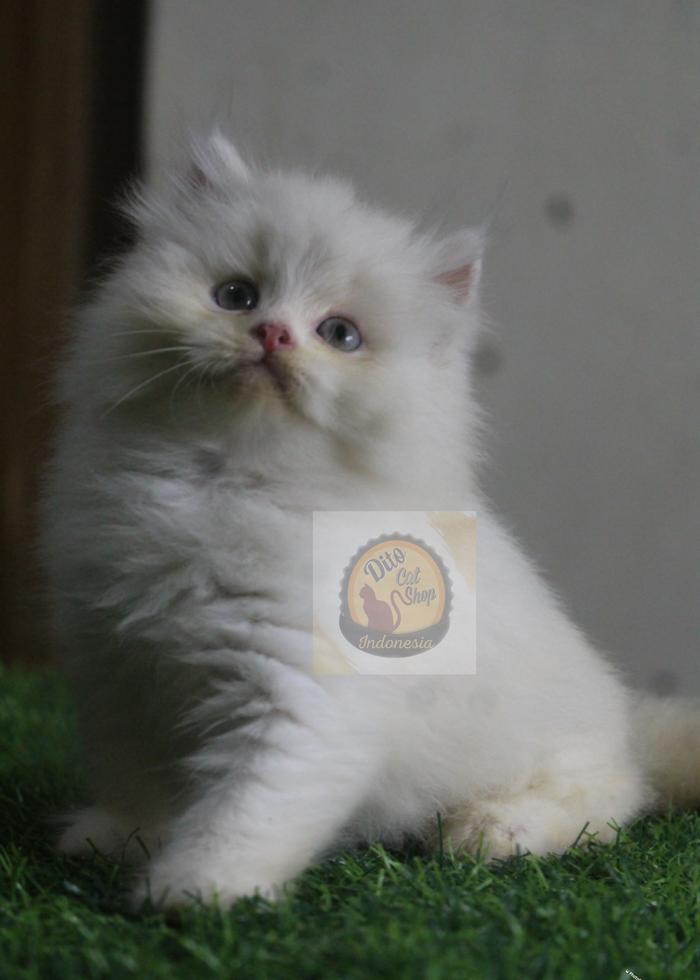 Jual Kucing Persia Flatnose White Solid Long Hair Jantan dan Betina ...