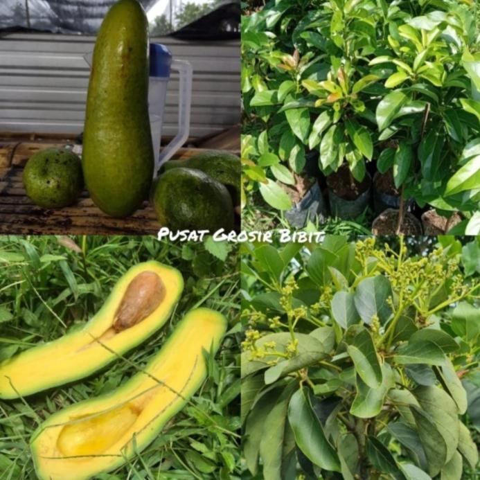 Jual bibit alpukat kelud ukuran 1 meter batang besar - Kab. Kediri ...