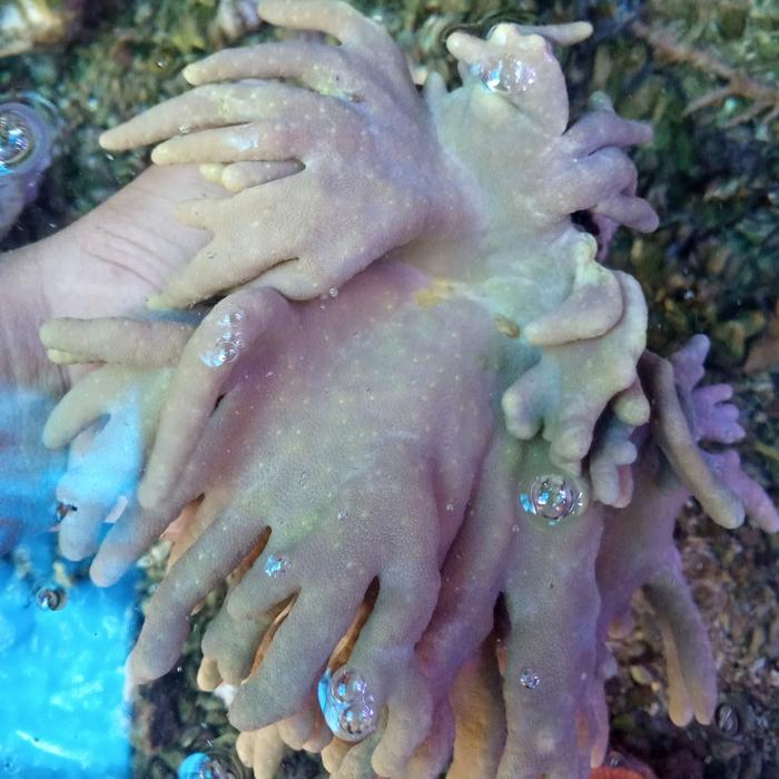 Jual Tangan setan ijo jumbo - Jakarta Selatan - Aqila aquatic | Tokopedia