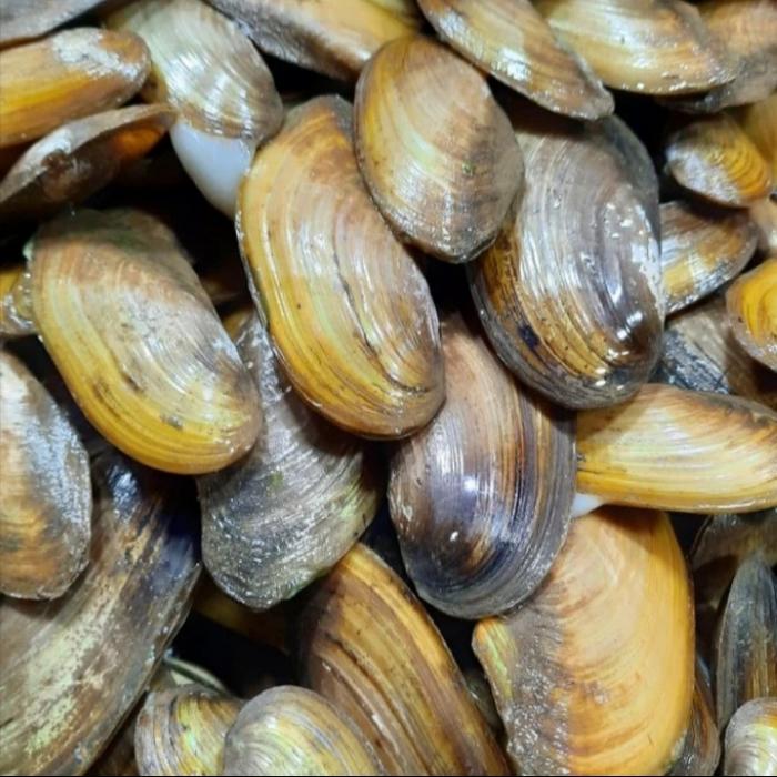 Jual Kijing kerang air tawar besar besar - Kota Bandung - Barokah ...