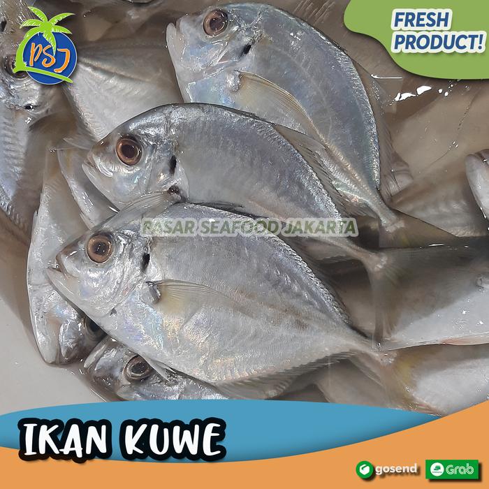 Jual Ikan Kuwe Segar 500gr Isi 1-2 Ekor - Ikan Laut Fresh - Jakarta ...