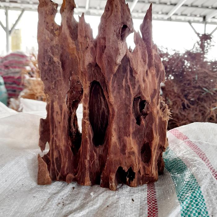 Jual kayu rentek aquascape size L dan aquarium - Kab. Bogor - saman ...