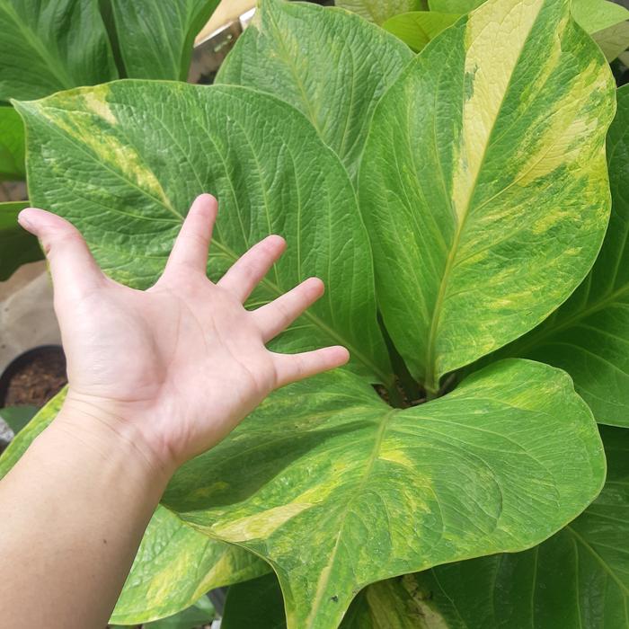 Jual anthurium cobra batik predator varigata ( size induk besar ...