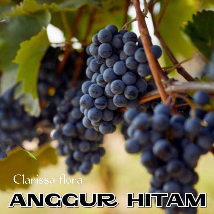 Jual pohon anggur hitam - tanaman hias anggur hitam - Kab. Bogor ...