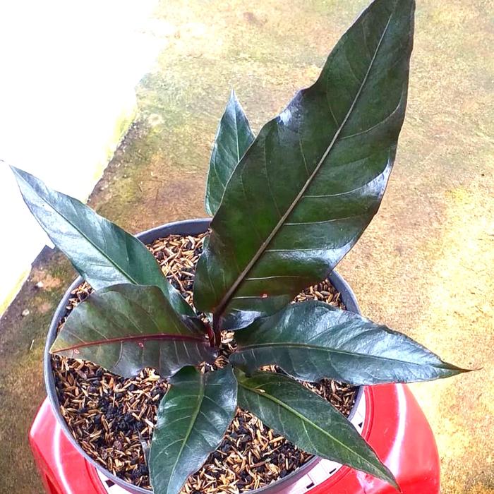 Jual tanaman anthurium black/jemani black - Kota Metro - ANUGRAH_PLANTS ...