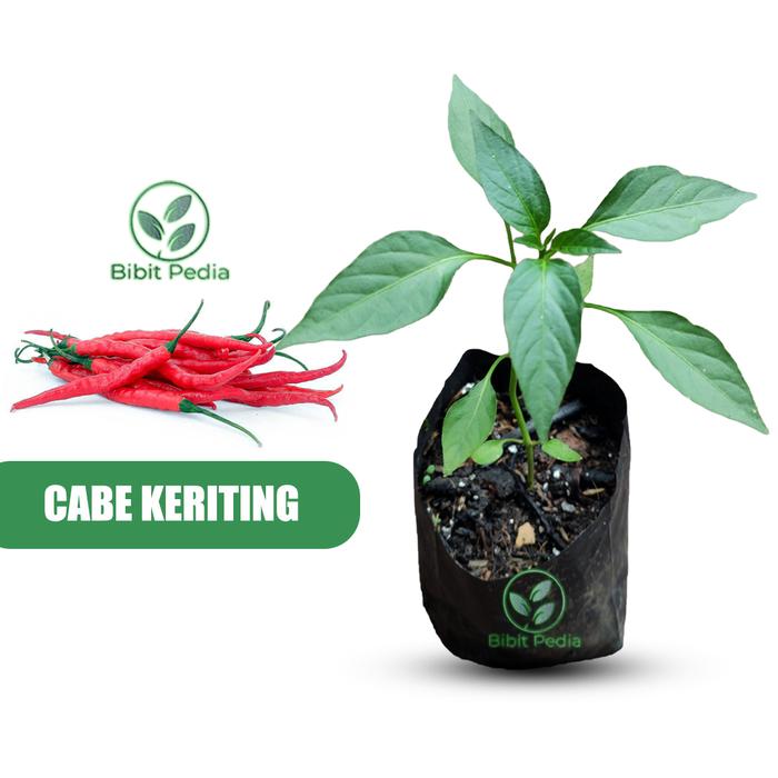 Jual Tanaman Cabe Merah Keriting Bibit Cabe Unggul - Kota Bekasi ...