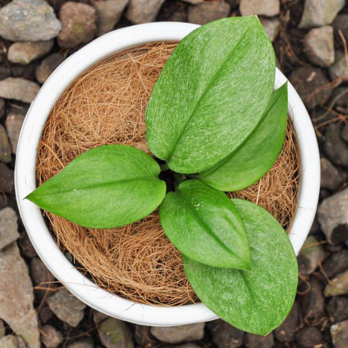 Jual Scindapsus Mint Varigated | Tanaman Indoor| Lanscaping | Tanaman ...