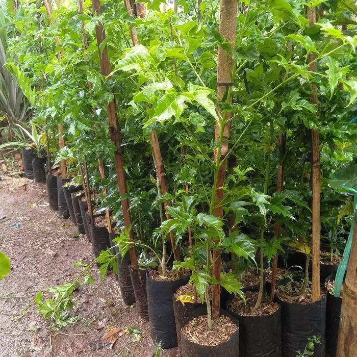 Jual bibit pohon cendana wangi - Kota Surabaya - IRM OFFICIAL | Tokopedia