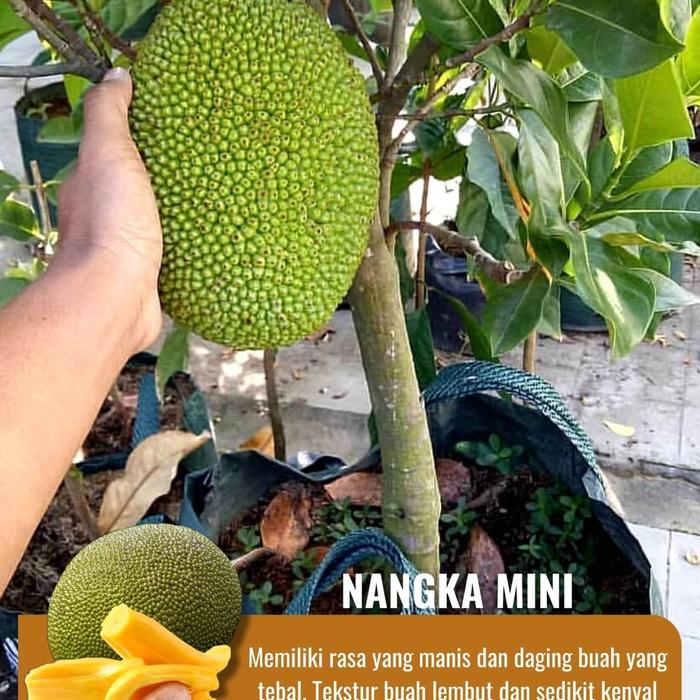 Jual bibit nangka mini ukuran 1 meter batang besar siap berbuah - Kota ...