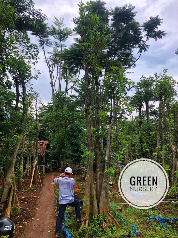 Jual Pusat Pohon Alstonia Spatulata || Pule Rawa Termurah - Kab. Bogor ...