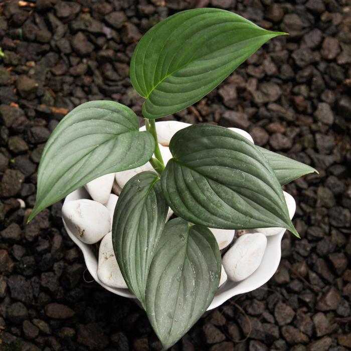 Jual Scindapsus Perakensis Silver| Tanaman Hias | Indoor Plant ...