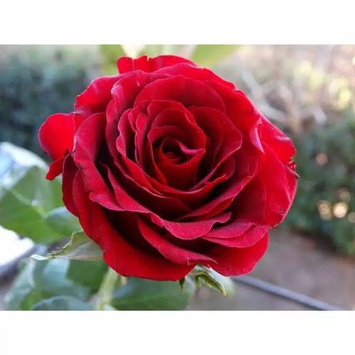 Promo Tanaman Bunga Mawar holland wangi bunga besar 2 tangkai - Merah ...