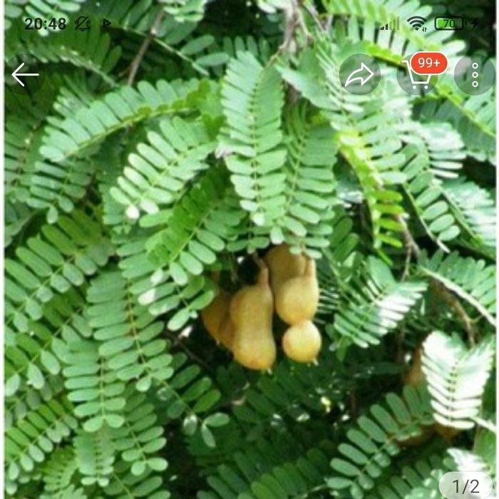 Jual daun sinom asam Jawa segar 1kg - Kota Tangerang - Tumbuhan hias ...