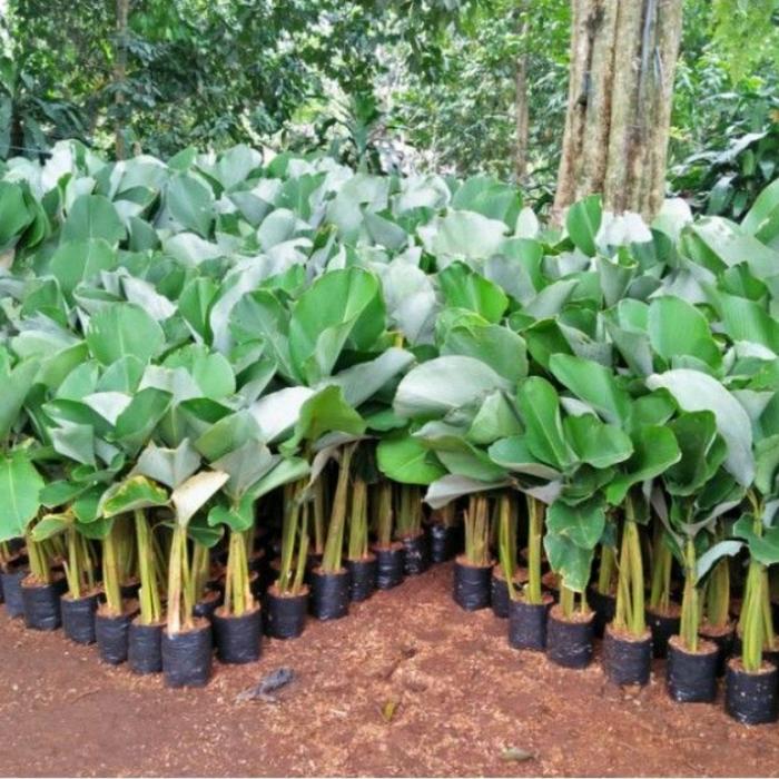Jual Tanaman hias pisangan kalatea/pohon hiass pagar pisang pisangan ...