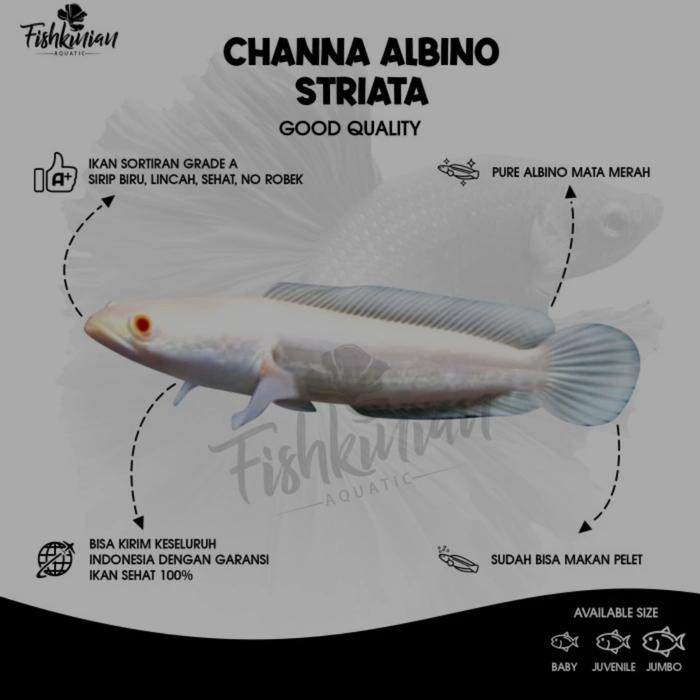 Channa Striata Albino