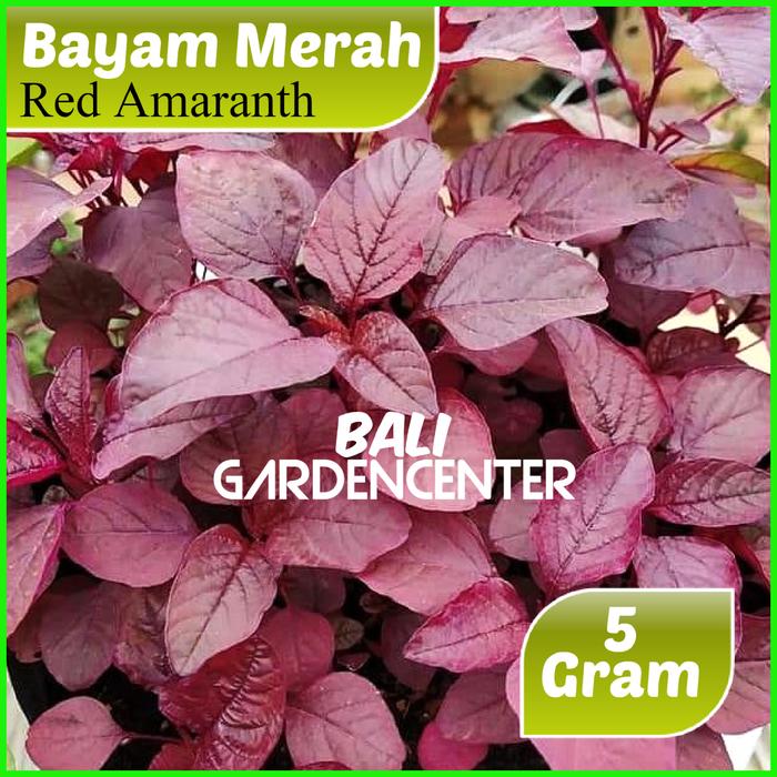 Jual Benih Biji Bayam Merah Unggul - Red Amaranthus - Kab. Badung - Bali Gardencenter | Tokopedia