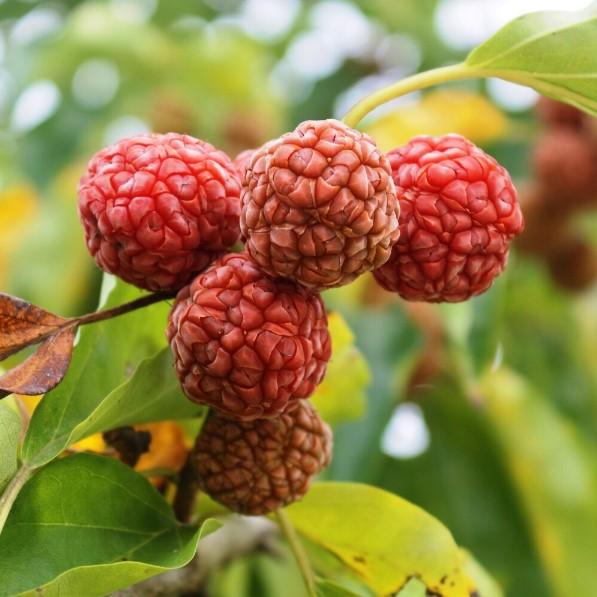 Jual Bibit / Benih Buah Murbei Chinese Mulberry Delicious Fruit Isi 20 ...