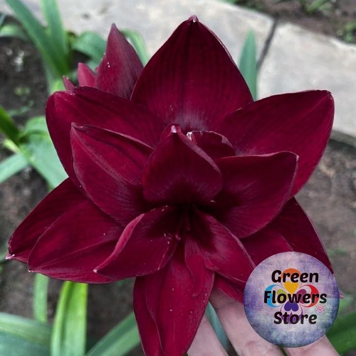 Promo Tanaman Hias Bakung Amarilis Bunga Merah Maroon/Pohon Bakung ...