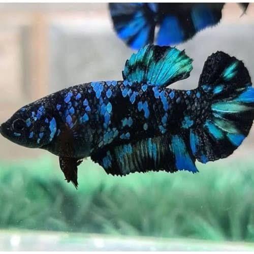 Jual Ikan Cupang Avatar Gordon Female - Jakarta Barat - WYCstore ...