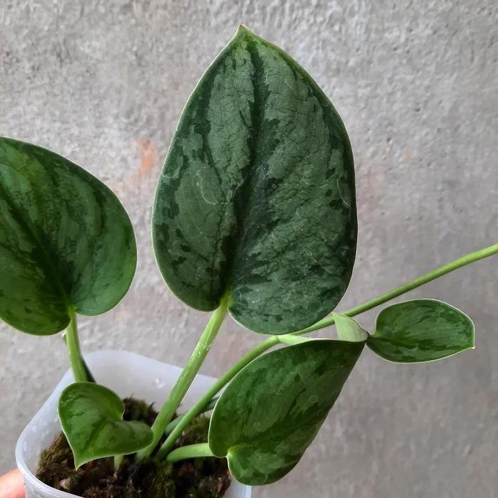 Jual Scindapsus Sp. Borneo - Kota Bekasi - teduhcorner | Tokopedia