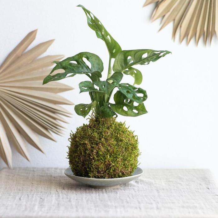 Jual Mossball - Monstera Obliqua Kaso Gift Lumut Tanaman Hias Janda ...