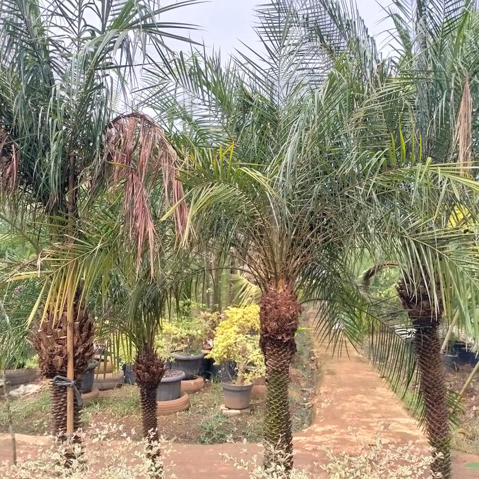 Jual pohon palm ponik /phonix (tinggi 2 meter daun) - Kab. Bogor ...