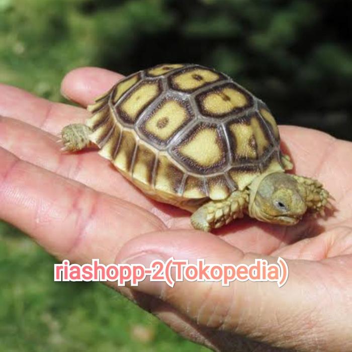 Jual kura kura sulcata sultan kecil imut mempesona istimewa - Jakarta ...