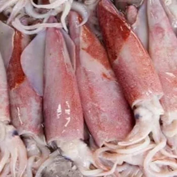 Jual Cumi Cumi Jumbo Segar Berkualitas - 1Kg - Jakarta Selatan - IKAN ...