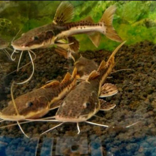 Leopard Catfish