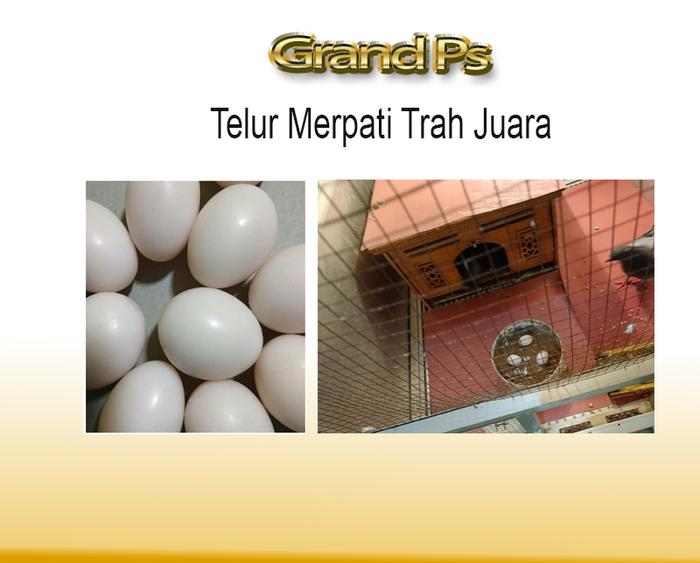 Jual Telur Burung Dara / Telor Burung Merpati Asli - Kota Depok - Grand ...