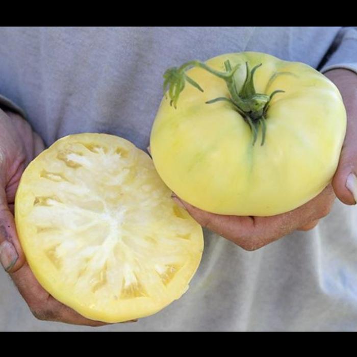 Jual Benih Bibit Tomat Putih Jumbo - Great White Tomato Isi 50 Biji ...