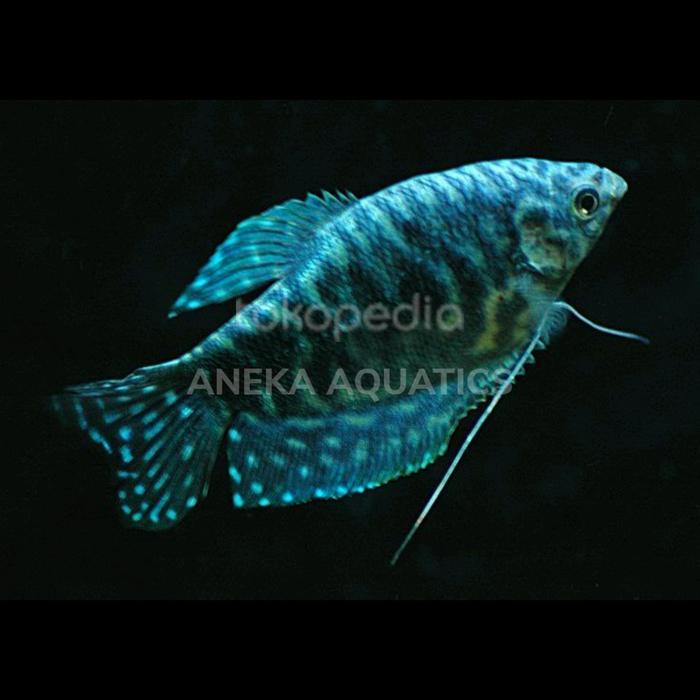 Jual Ikan Hias Sepat Biru Air Tawar Aquascape - Ikan Sepat Hias - Kota ...