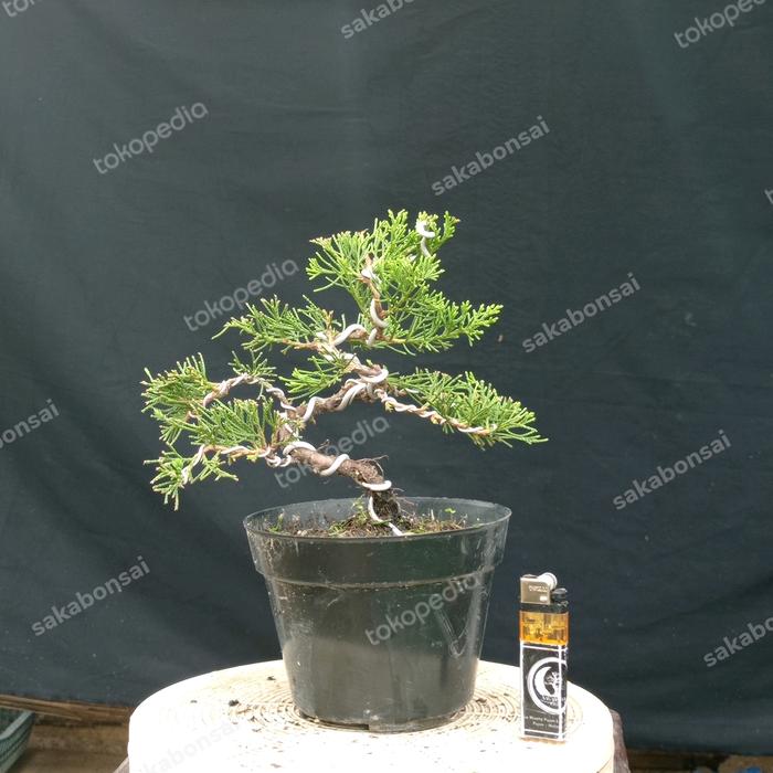 Jual bonsai cemara sinensis sudah di bentuk sesuai foto - Kab. Malang ...