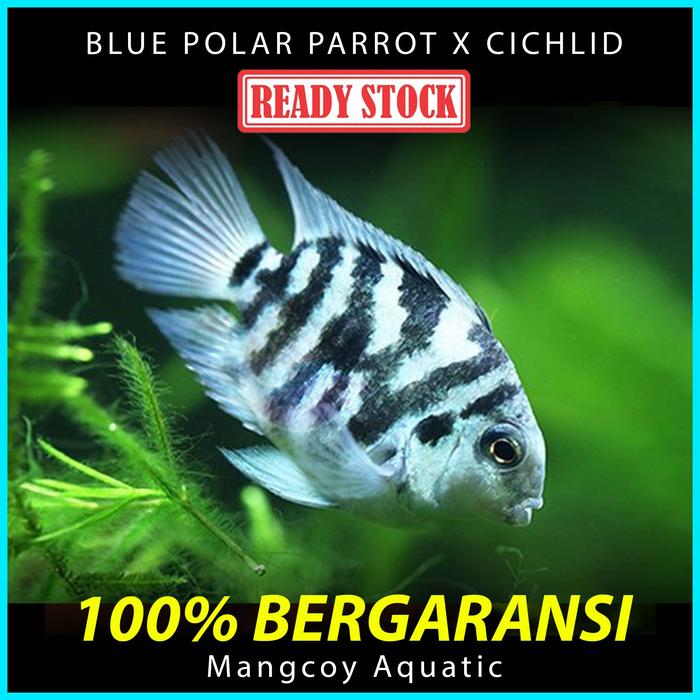 Jual Blue Polar Parrot Cichlid Ikan Hias Aquascape / Aquarium - Jakarta ...
