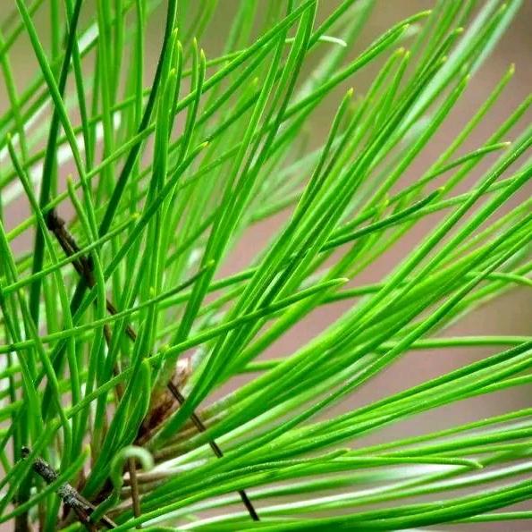 Jual daun pinus segar / daun pinus herbal setruck 500 gram - Kab ...