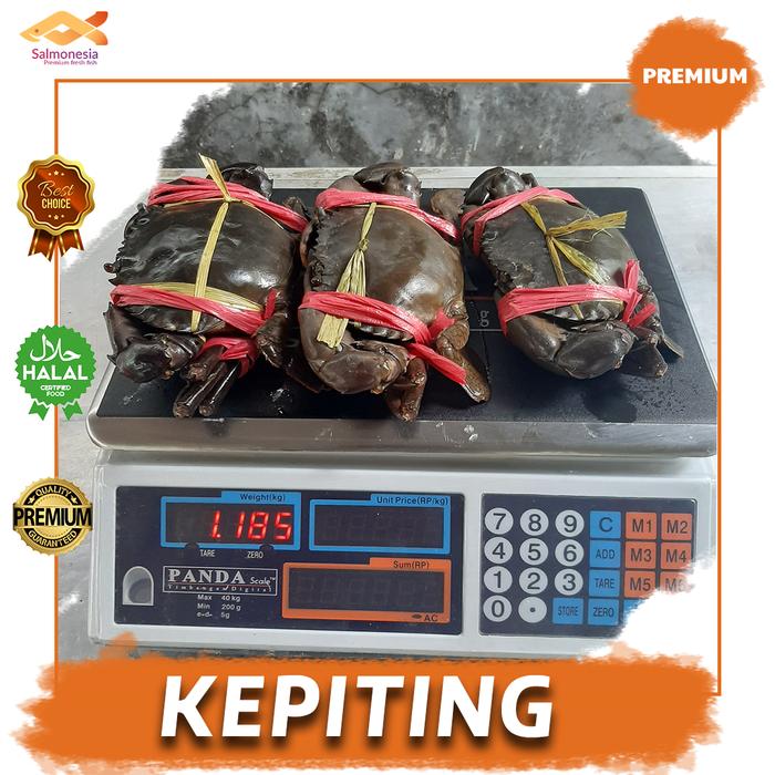 Jual Kepiting Bakau Jantan Daging Super 1 ekor Hidup size 300-400 gram ...