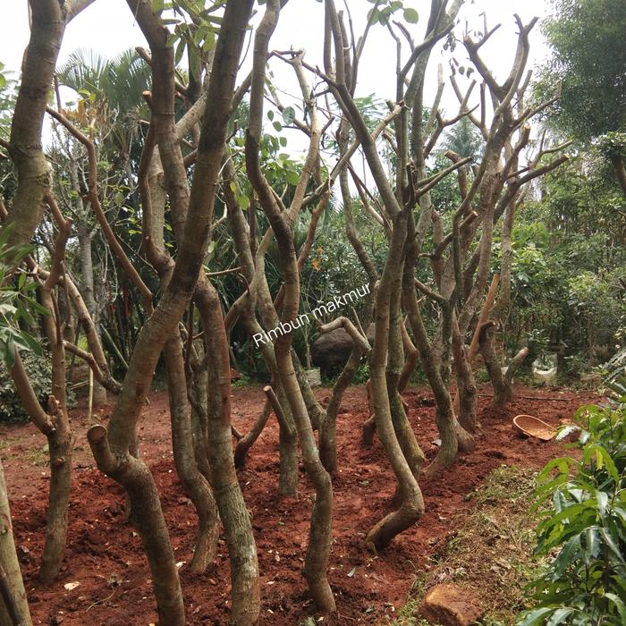 Jual pohon dadap merah/tanaman hias dadap/pohon dadap - Kota Depok ...