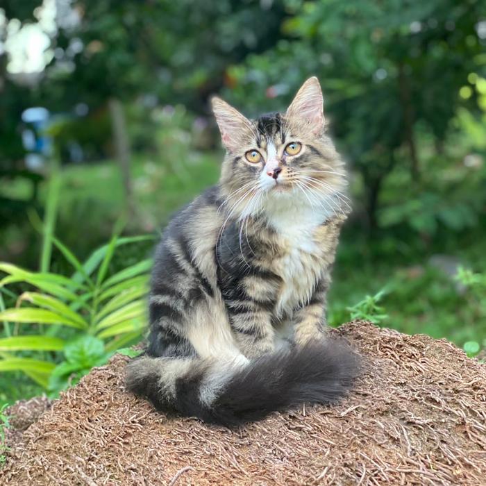 Jual kucing mainecoon pure kitten ganteng - Kota Depok - Lala Cattery ...