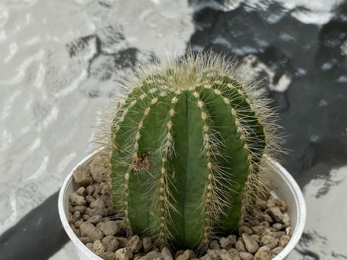 Jual Cactus Notocactus Magnificus Parodia Magnifica Kaktus Noto ...