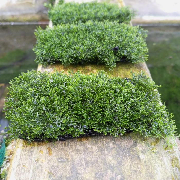 Jual ricardia moss aquascape media lempeng - Kab. Bogor - aquascape ...