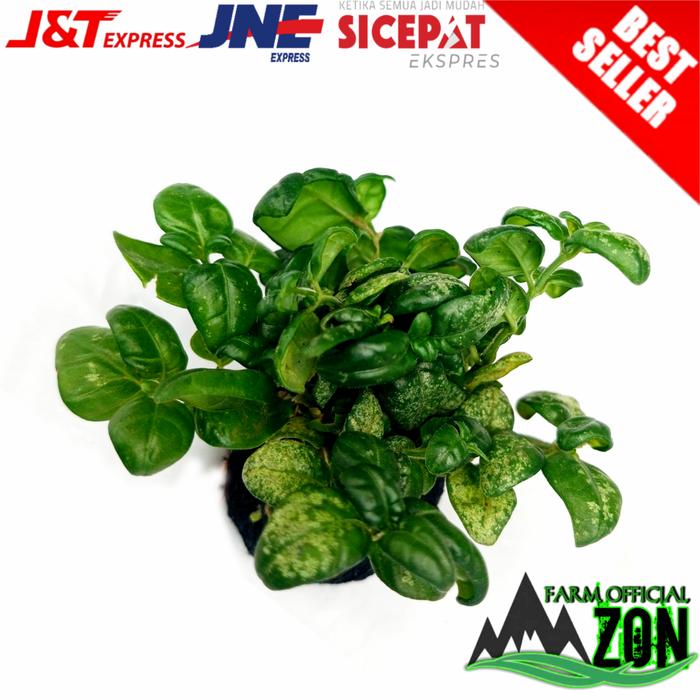 Jual tanaman aquascape angguran mini weby kusa / tanaman aquascape ...