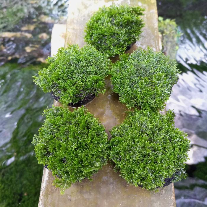 Jual ricardia mini moss aquascape media wabikusa - Kab. Bogor ...