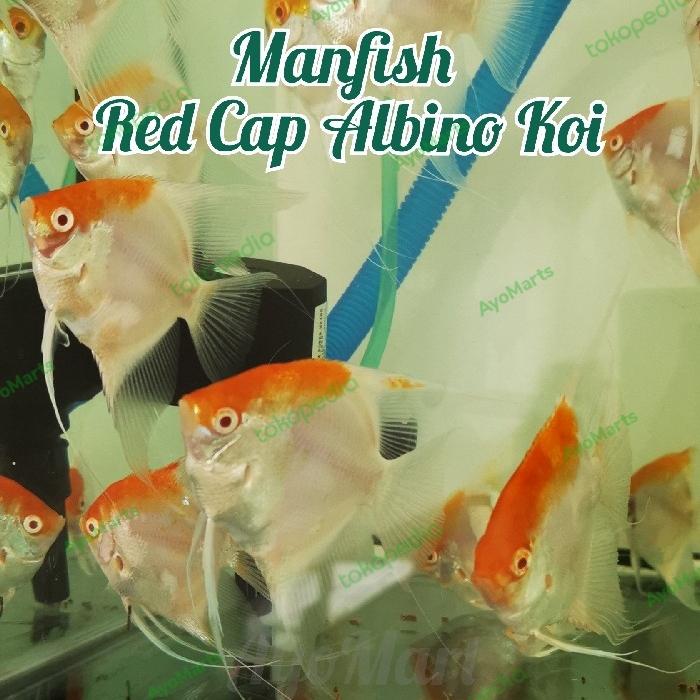 Jual ikan hias Angelfish Manfish RCA Red Cap Albino Koi Indukan ...