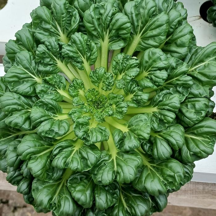 Jual pagoda - Sayur Hidroponik - Kab. Bandung Barat - Jendela Alam ...